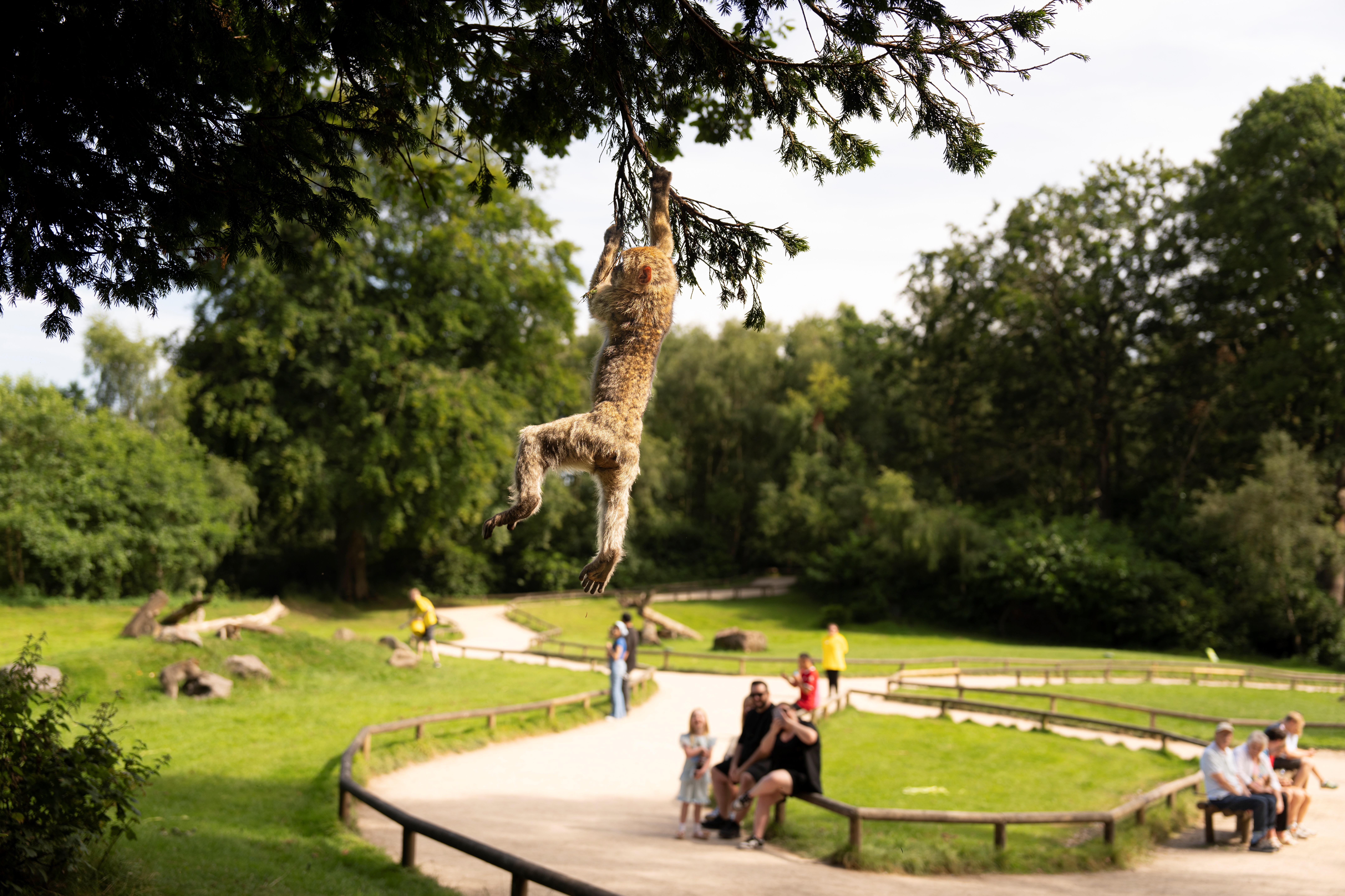 Trentham Monkey Forest | Unique Family Day Out with Monkeys