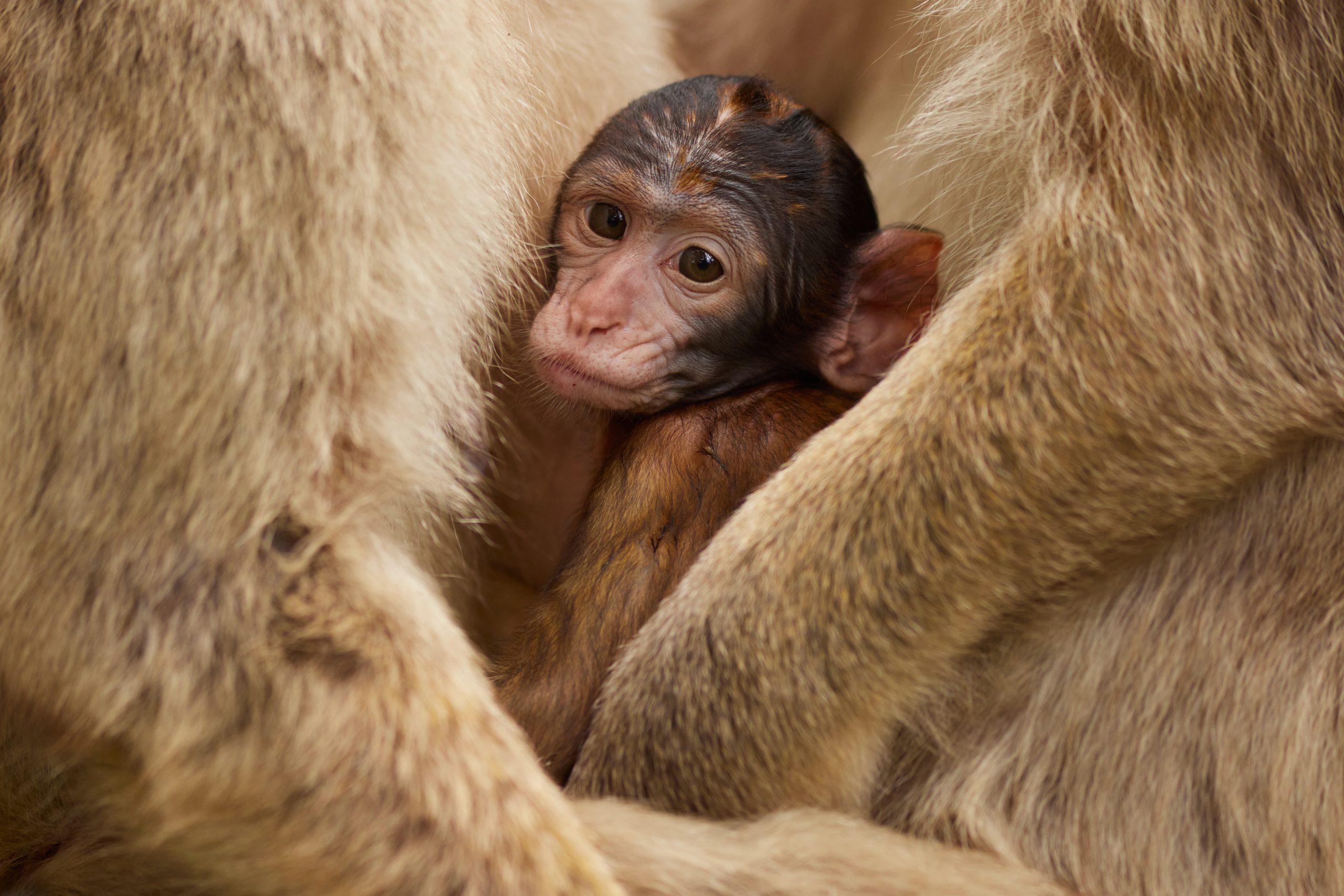 Trentham Monkey Forest | Family Day Out with Monkeys