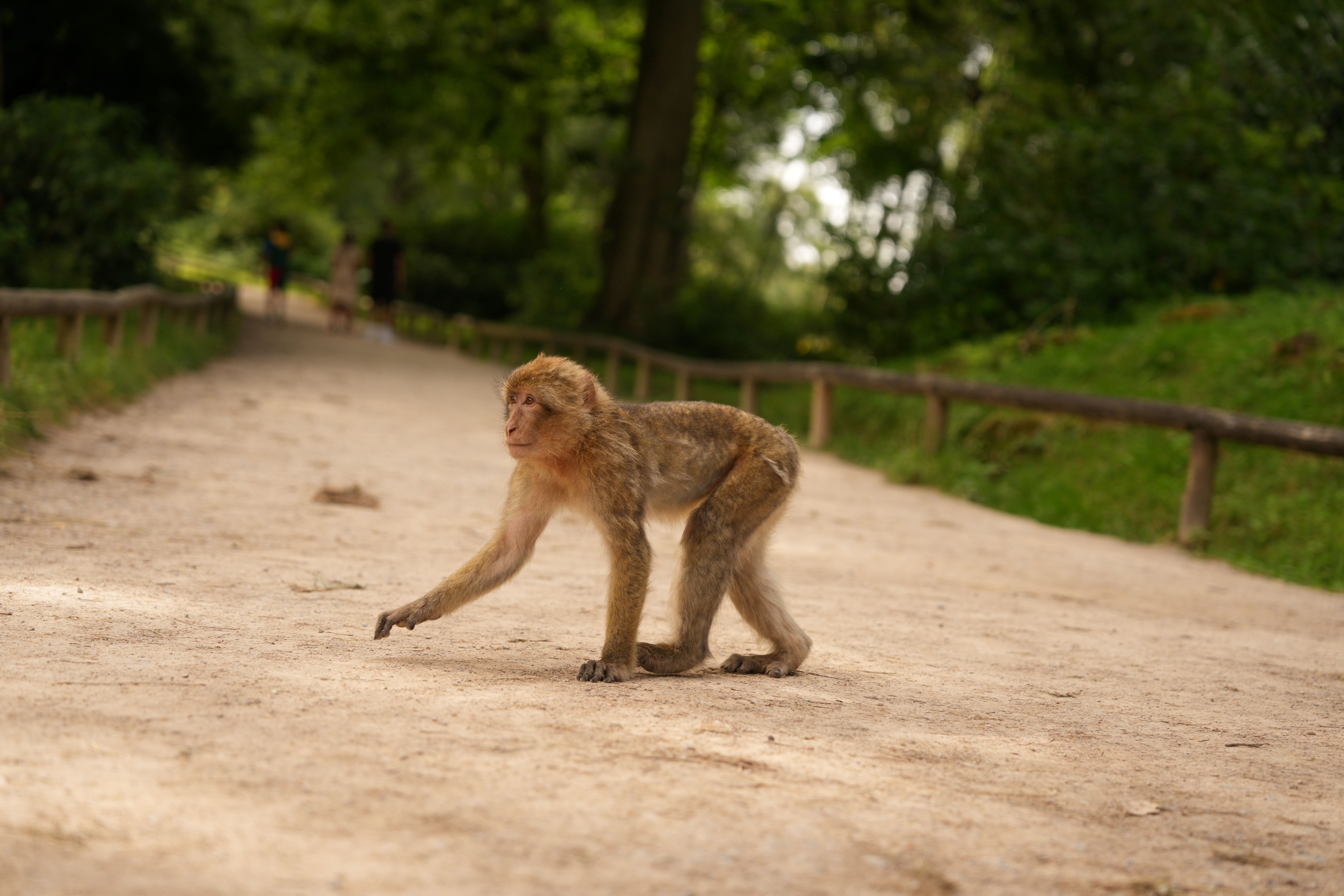 Trentham Monkey Forest | Family Day Out with Monkeys