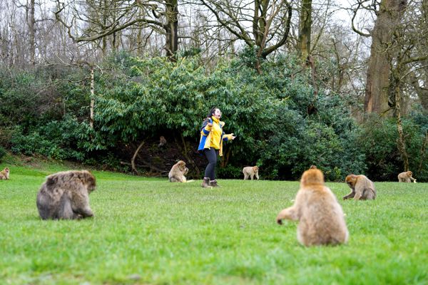 Plan Your Visit | Trentham Monkey Forest