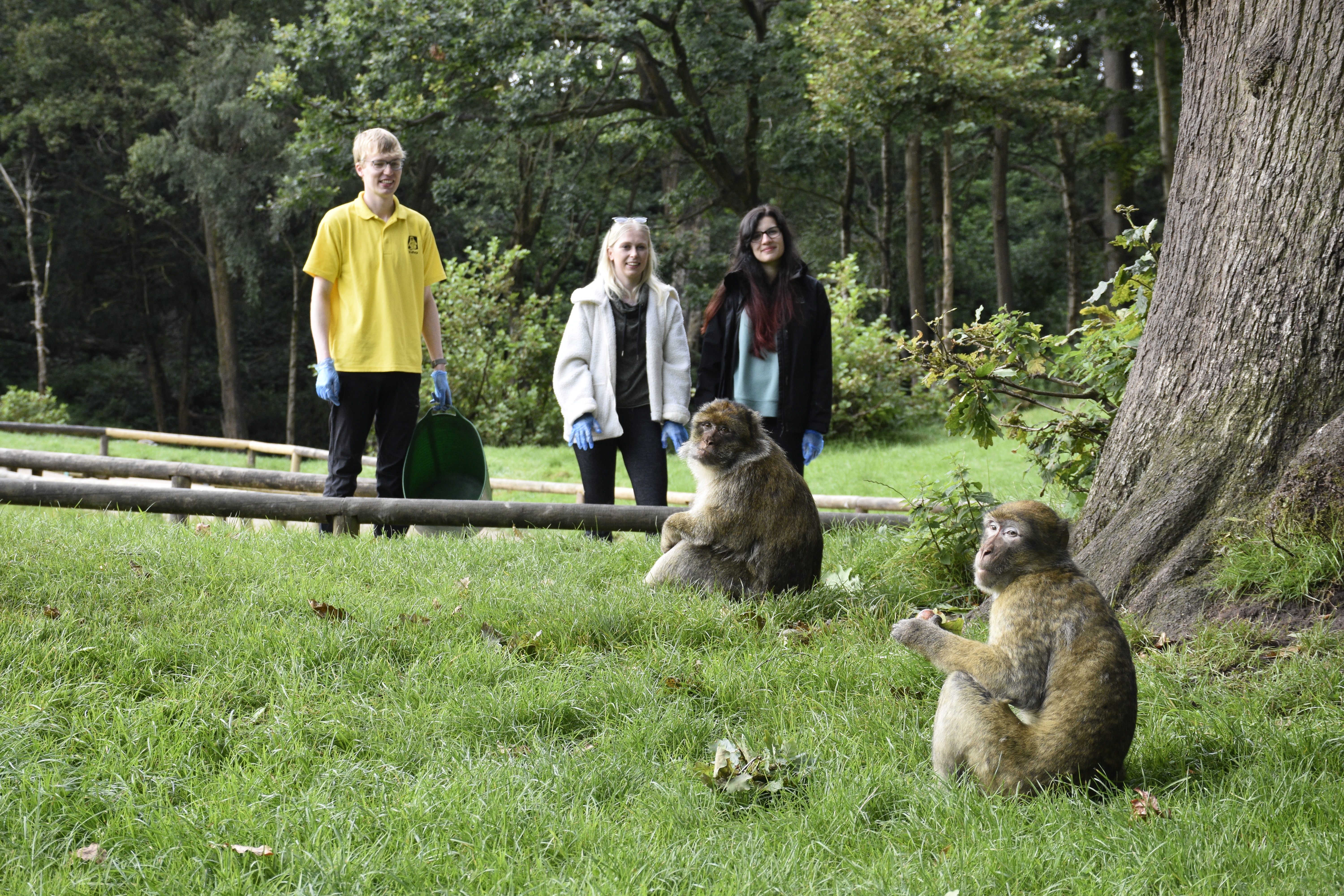 Trentham Monkey Forest | Family Day Out with Monkeys