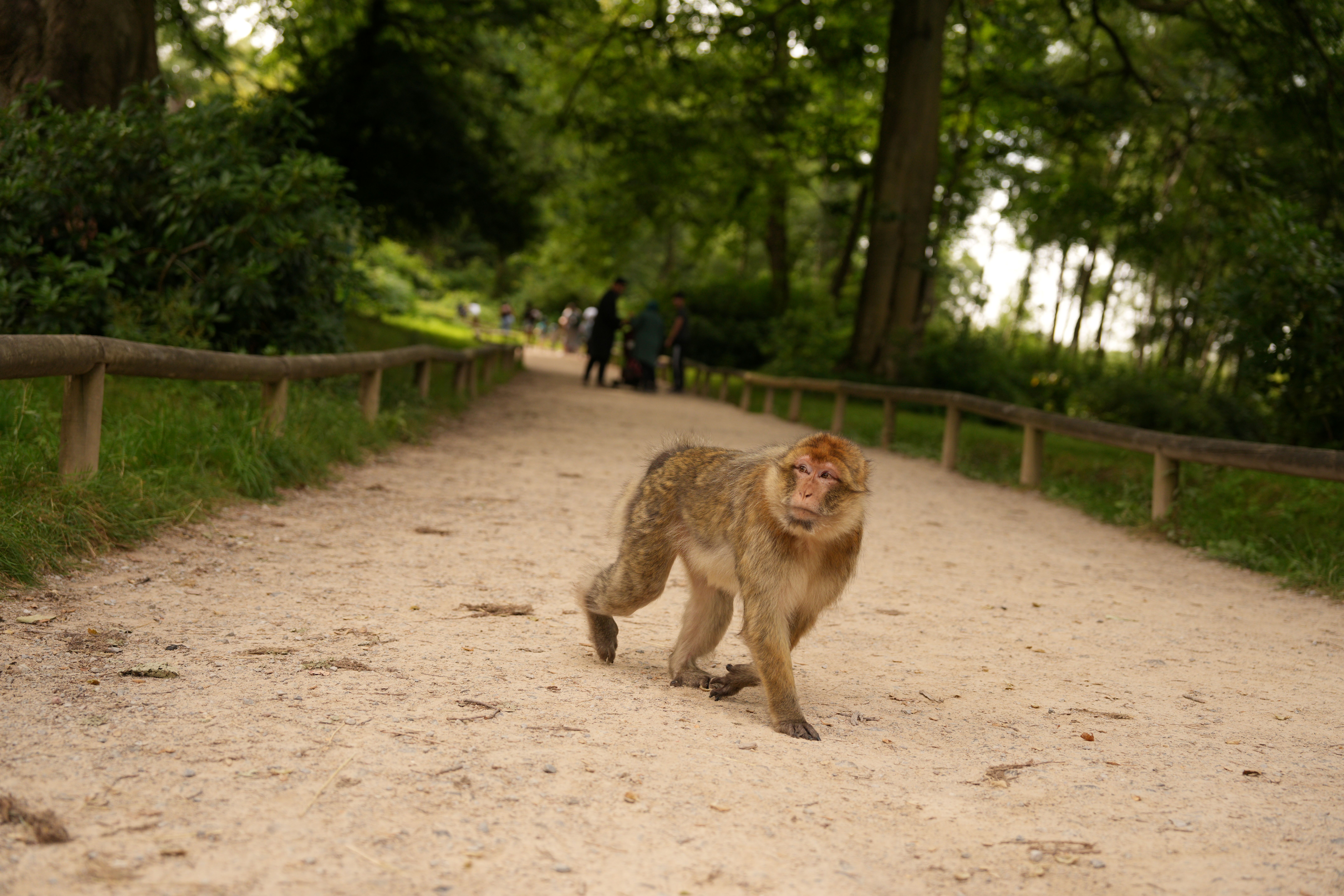 Trentham Monkey Forest | Unique Family Day Out with Monkeys