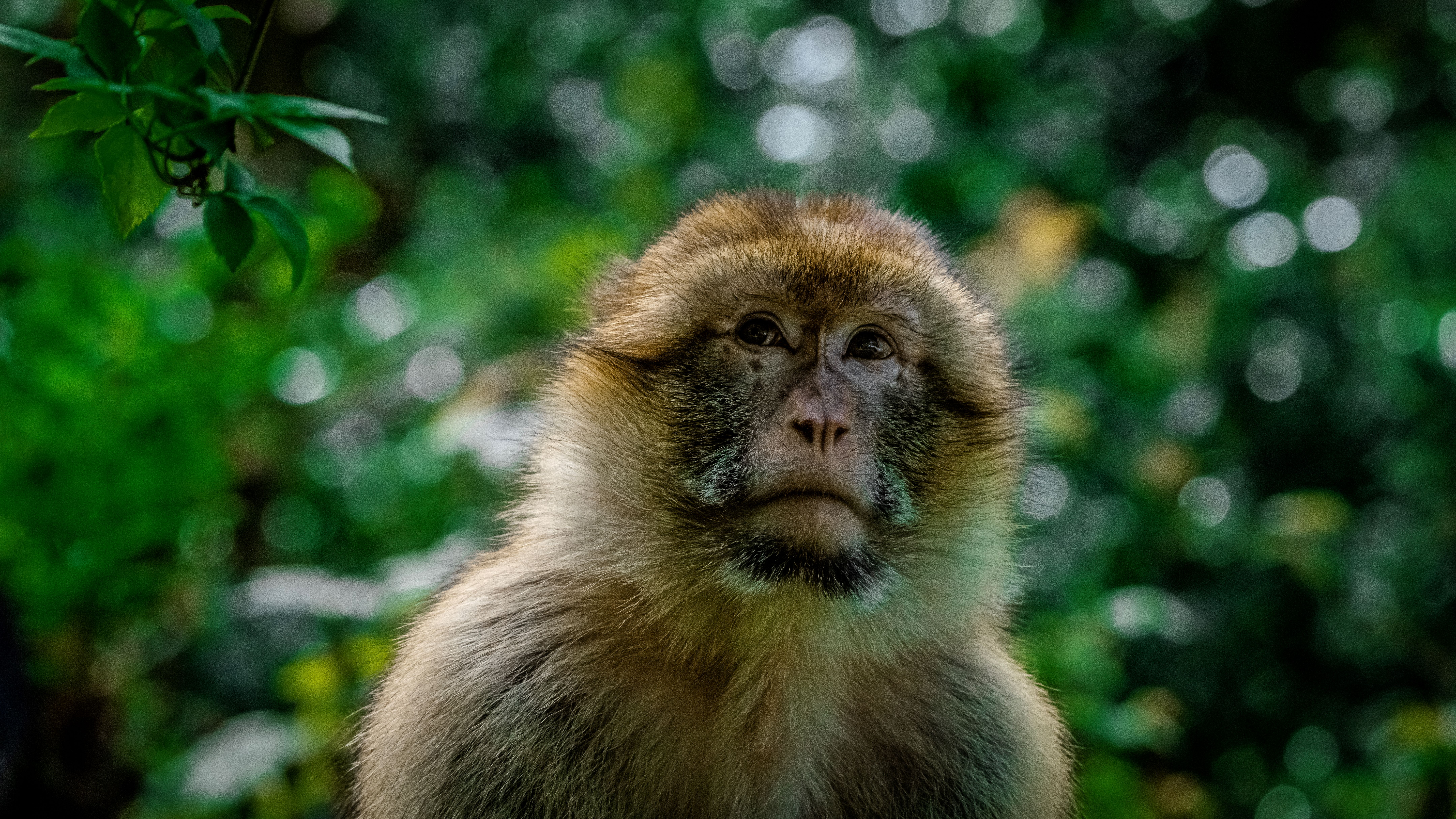 Forest Map & Accessibility