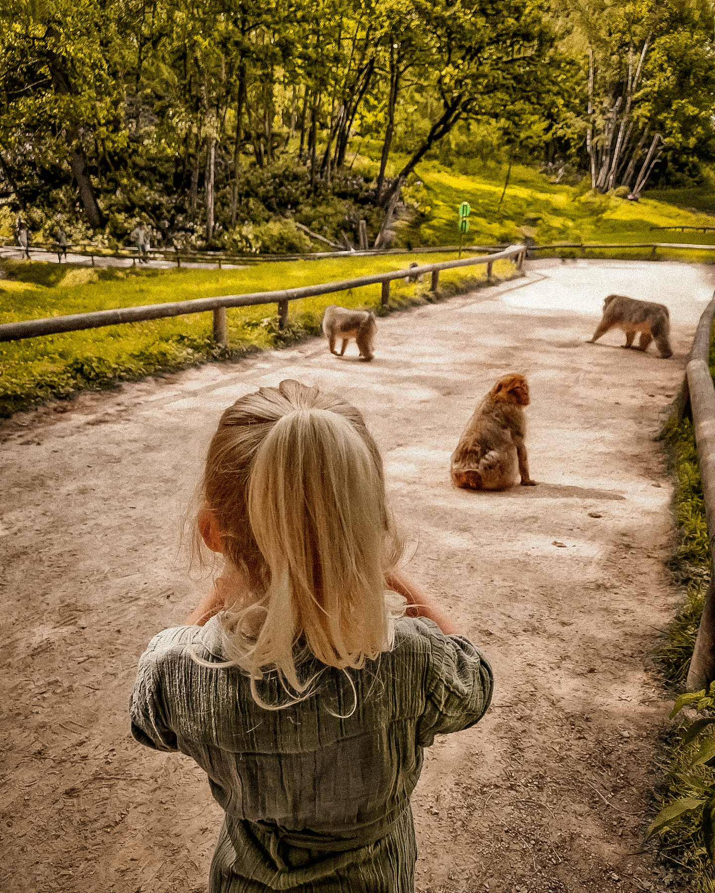 Trentham Monkey Forest | Family Day Out with Monkeys