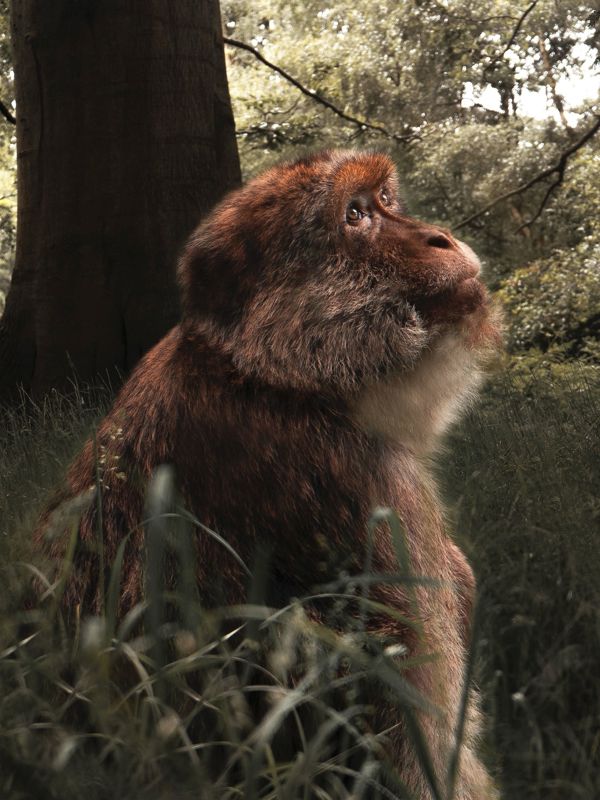 Plan Your Visit | Trentham Monkey Forest