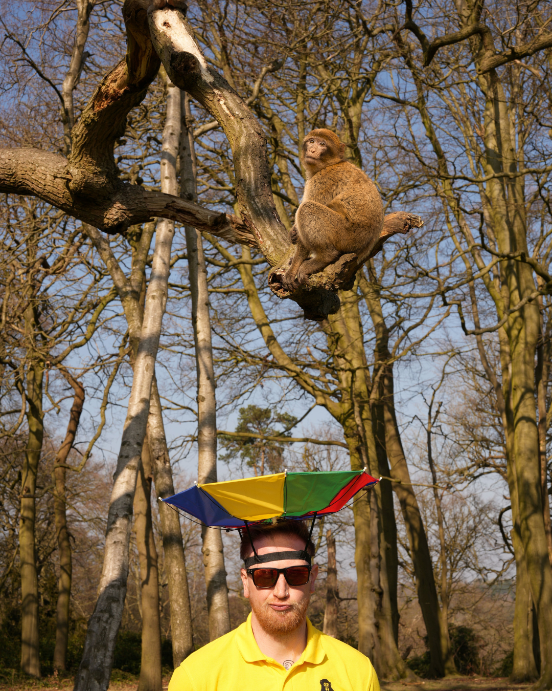 Our Conservationists are CATCHING primate poo in umbrella hats to learn ...