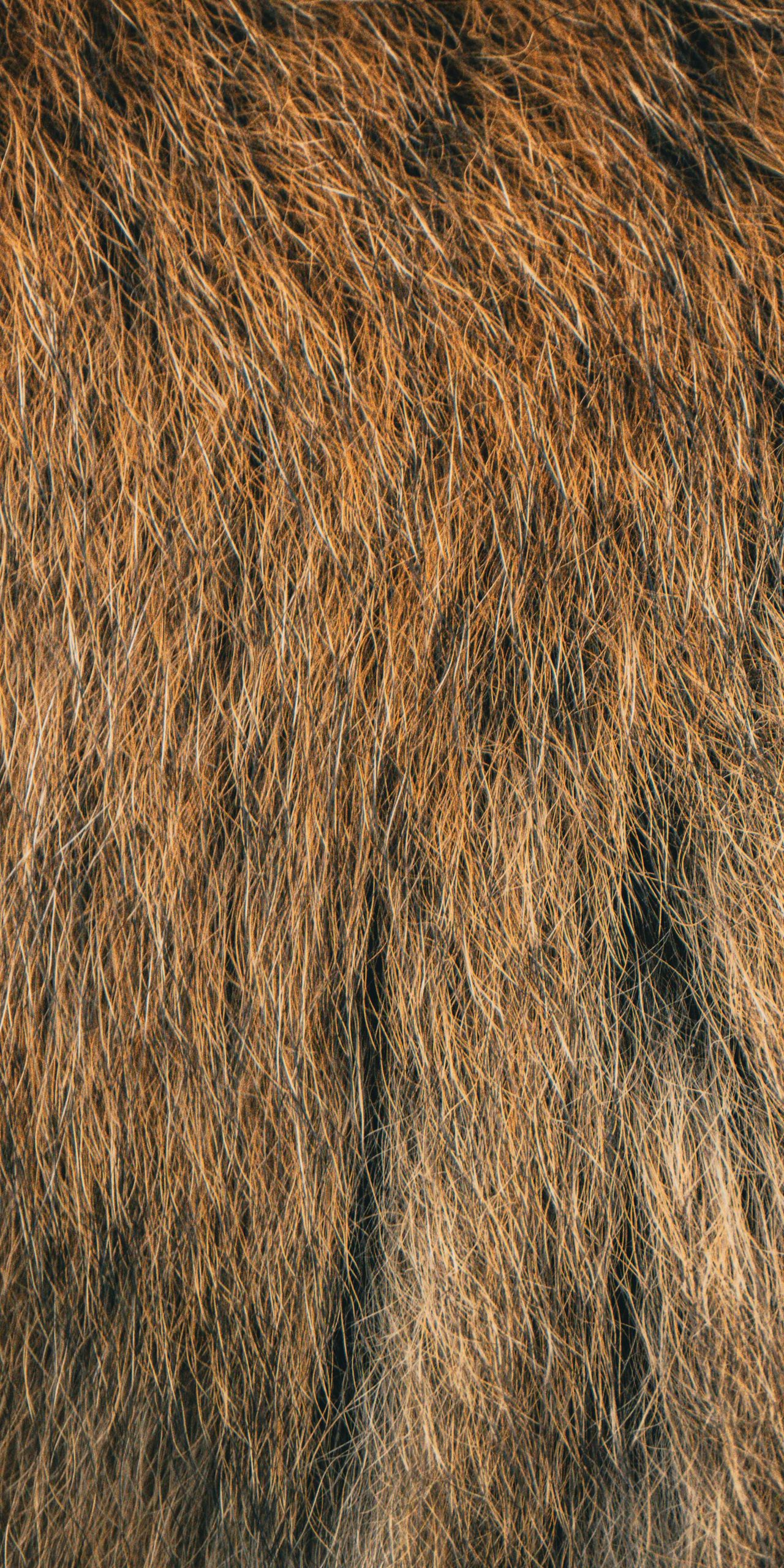 Plan Your Visit Trentham Monkey Forest plan-your-visit-trentham-monkey-forest